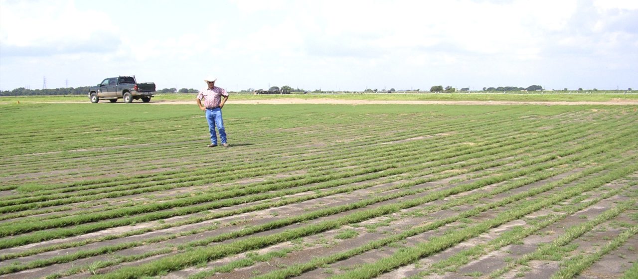 Turf Grass Fertilizer | Sigma AgriScience, Boling Texas