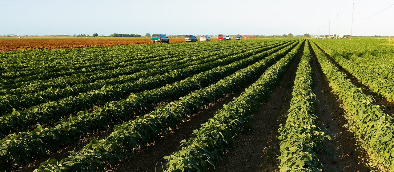 Facts About Carbon Farming | Sigma AgriScience